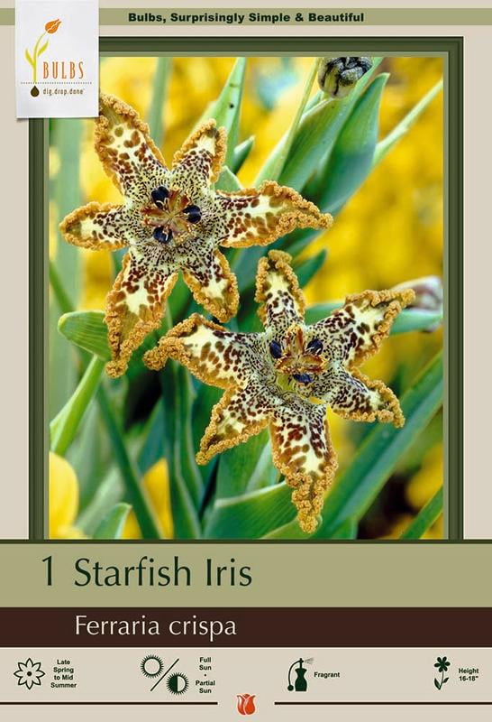 Starfish Iris - Ferraria crispa - Top Size Bulb - New! - Walmart.com