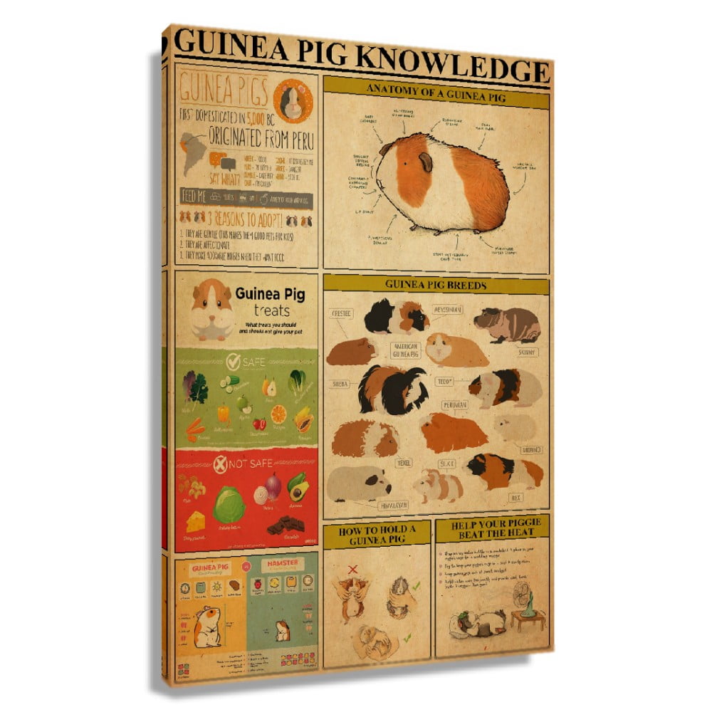 Guinea Pig Knowledge Poster Animal Wall Art Painting Canvas For Bedroom ...