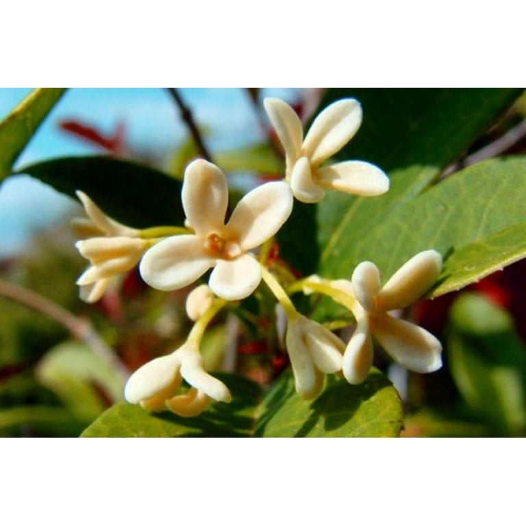 Sweet Olive Flower