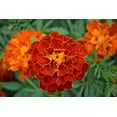 "Seedville USA French Marigold Sparky Seeds, Mixed Colors Orange Yellow ...