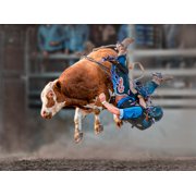 Bull Riding Posters