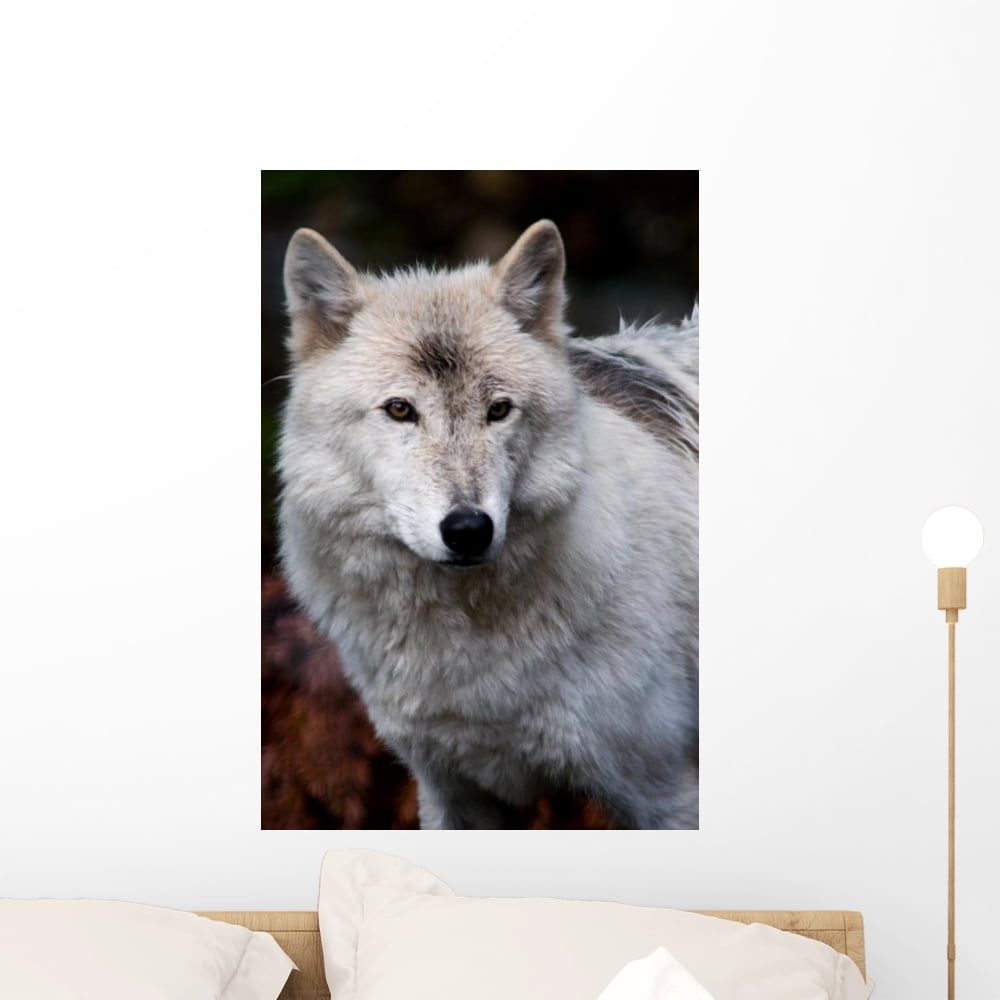 White Wolf Wall Mural Decal Sticker, Wallmonkeys Peel & Stick Vinyl ...