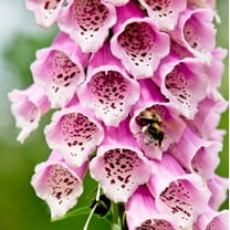 Seedville USA Dwarf Foxy Mix Foxglove, Digitalis Purpurea, 1000 Flower ...