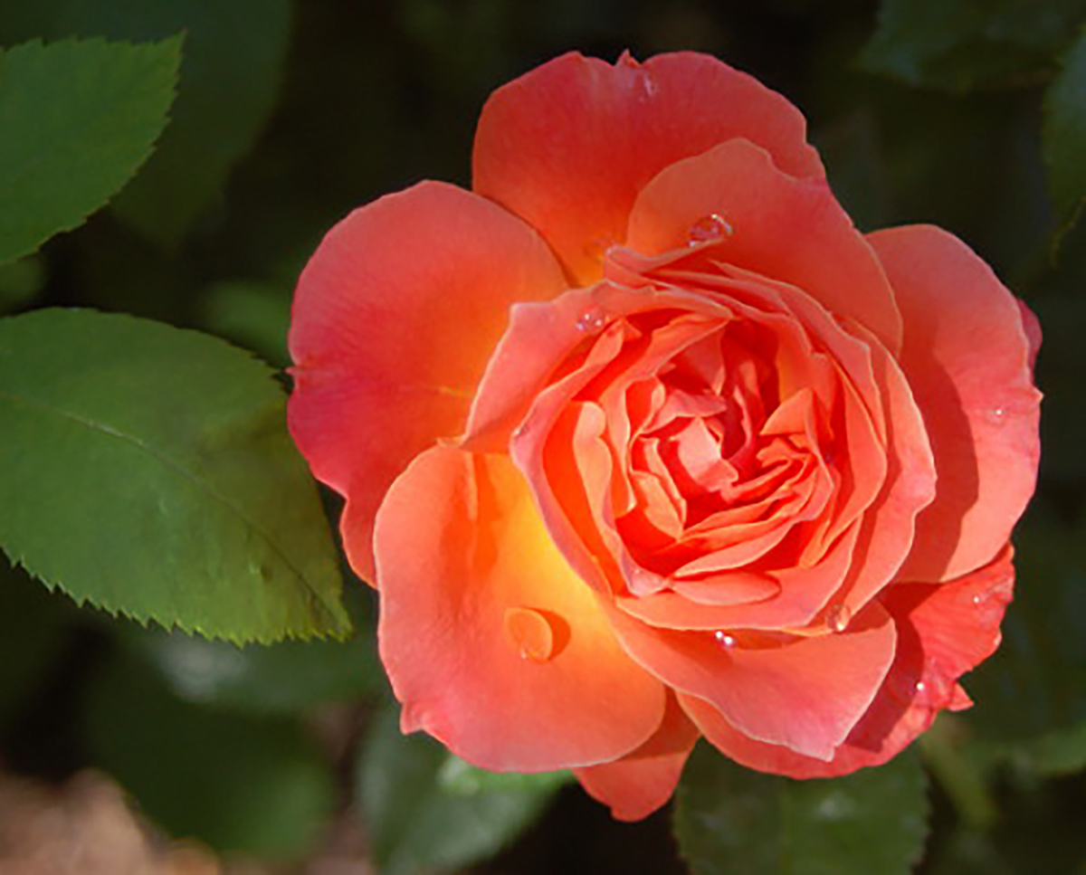 Livin' Easy™ Rose Bush - Citrus Fragrance - Everblooming - 4" Pot ...