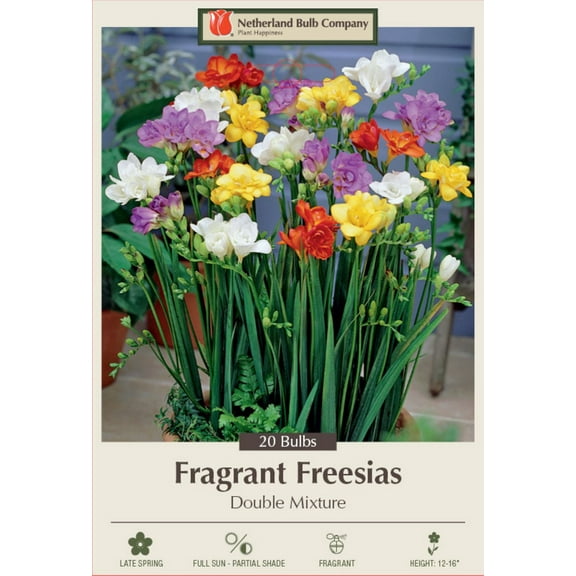 Jumbo Freesia Mixed Colors Bulbs for Spring, Indoor/Outdoor Planting ...