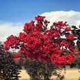Black Diamond Blooms 18-24 in. tall Red Hot Crape Myrtle Live Tree in 3 ...