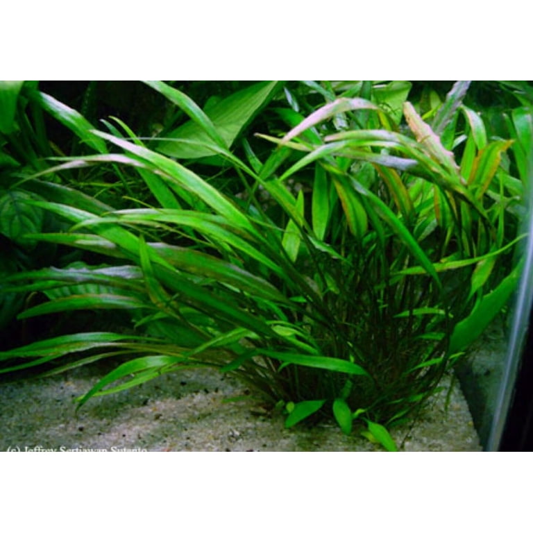 Cryptocoryne Willisii