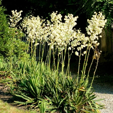 25 Hesperaloe Parviflora Red Yucca Seeds - Hummingbird, Coral, & Texas ...