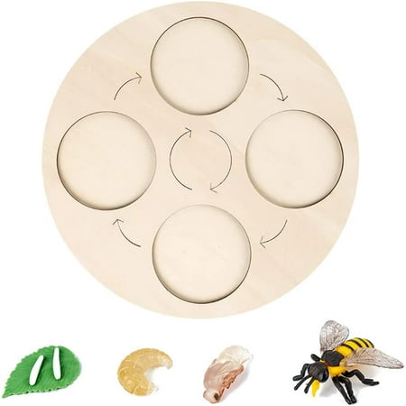 Insect Growth Cycle Figurines, Life Cycle Figurines of Bee Ladybug ...