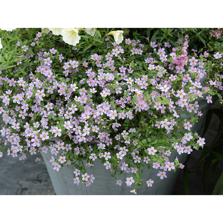 Bacopa Blue