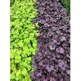 Mixed Heuchera, 3 plugs, one plant per plug - Walmart.com