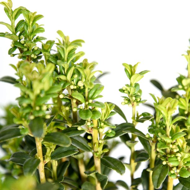 3 Gal. Sky Pencil Holly - Vertical Accent Plant - Walmart.com - Walmart.com