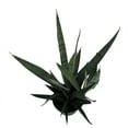 Silver Streak Snake Plant - Sansevieria - Impossible to kill! - 6" Pot ...