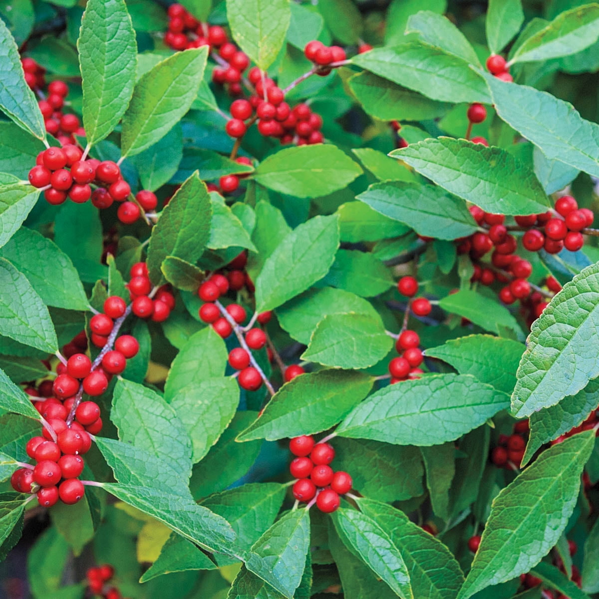 Winter Red Winterberry Dormant Bare Root Flowering Starter Shrub (1 ...
