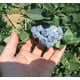 Emerald Blueberry Plant - 40 Live Starter Plants - Vaccinium - Edible ...