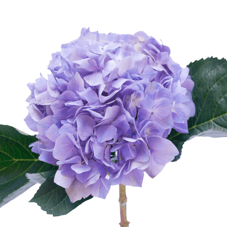Purple Hydrangea
