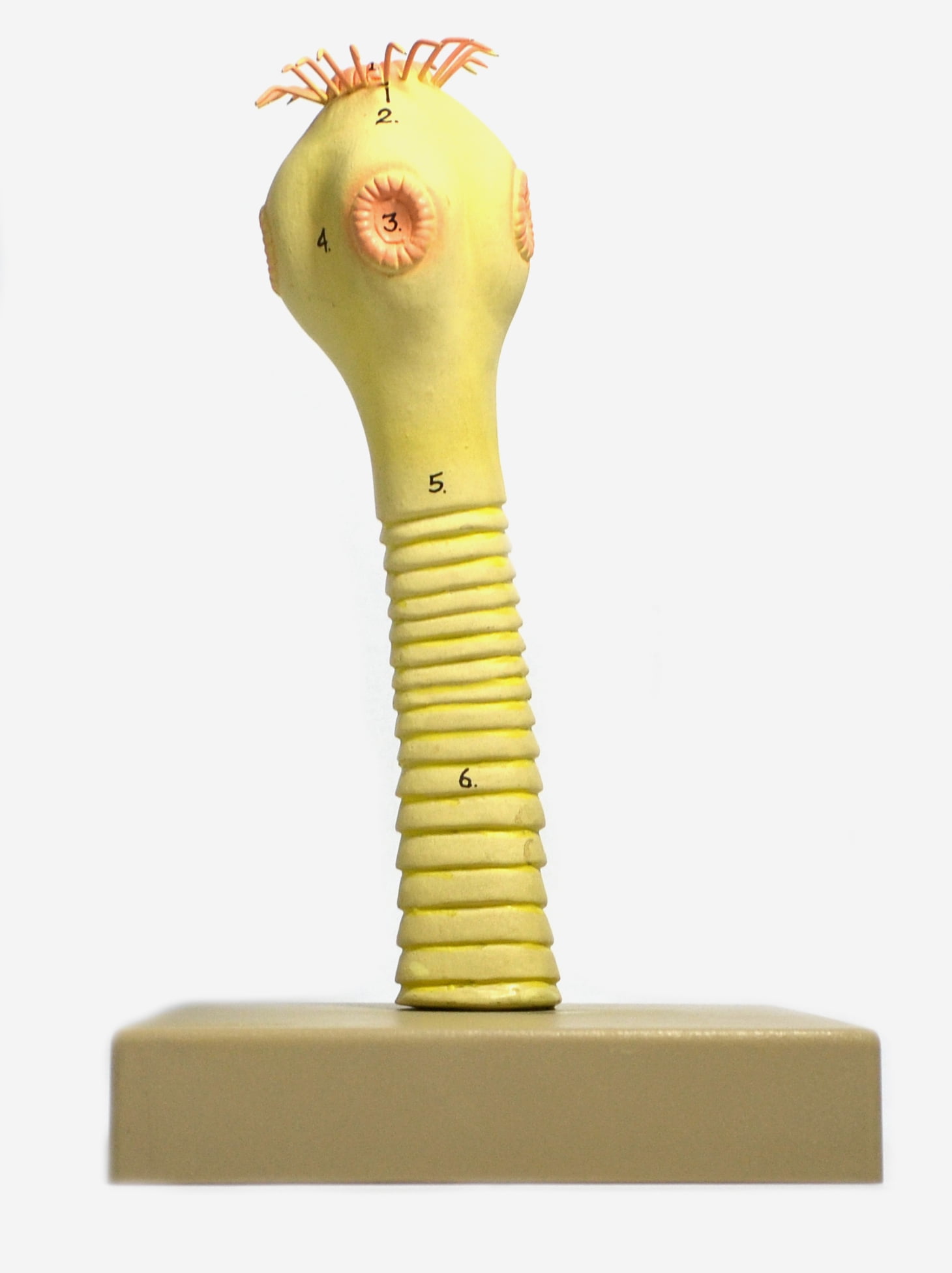 Eisco Labs Model Pork Tapeworm Head - Walmart.com