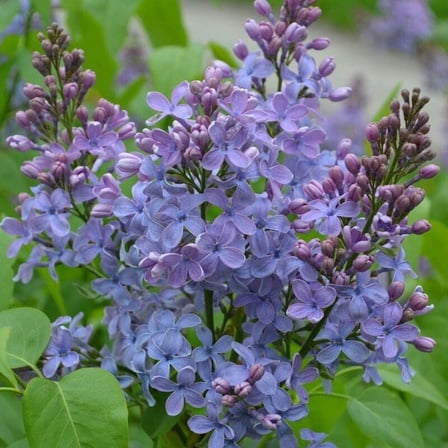 30 Seeds DoubleShot Appleblossom Snapdragon Seeds Attracts Pollinators ...