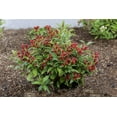 1 gal. Maroon Swoon Weigela Live Shrub, Dark Red Flowers - Walmart.com
