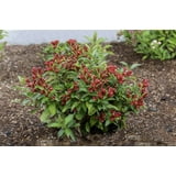 1 gal. Maroon Swoon Weigela Live Shrub, Dark Red Flowers - Walmart.com