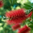 Walmart Evergreen Flowering Outdoor Bottlebrush Tree - Red Cluster ...