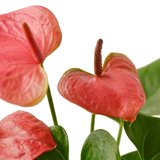 4-ANTHURIUM-PINK Pink Anthurium Plant in 4 in. Pot - Walmart.com