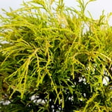 Expert Gardener Gold Mop Threadleaf False Cypress (2.5 Quart) Evergreen ...