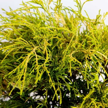 Ficus Pumula Quercifolia, Mini Oak Leaf Creeping Fig Starter Plants ...