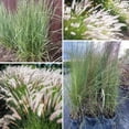 1 Ornamental Grass Plants Live Clumps - 8-12 Inc Tall - White Fountain ...