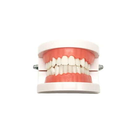 Dental standard tooth model orthodontic denture model demonstration ...