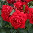 Heirloom Roses - Bordeaux Red Floribunda Flower Bush, Heat & Disease ...