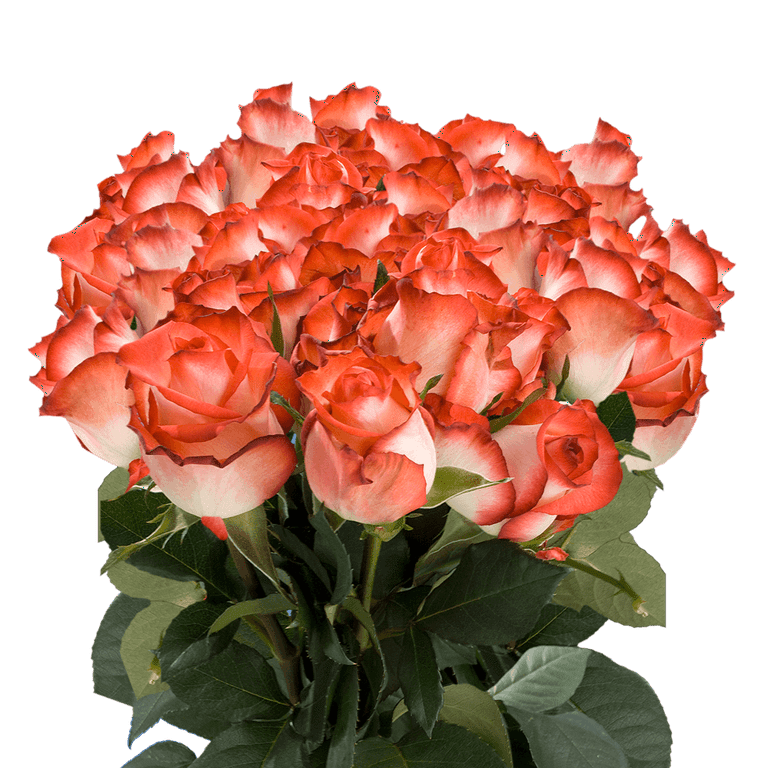 Orange And White Roses