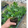 New Life Nursery & Garden Nellie R. Stevens Holly Tree, Evergreen, Red ...