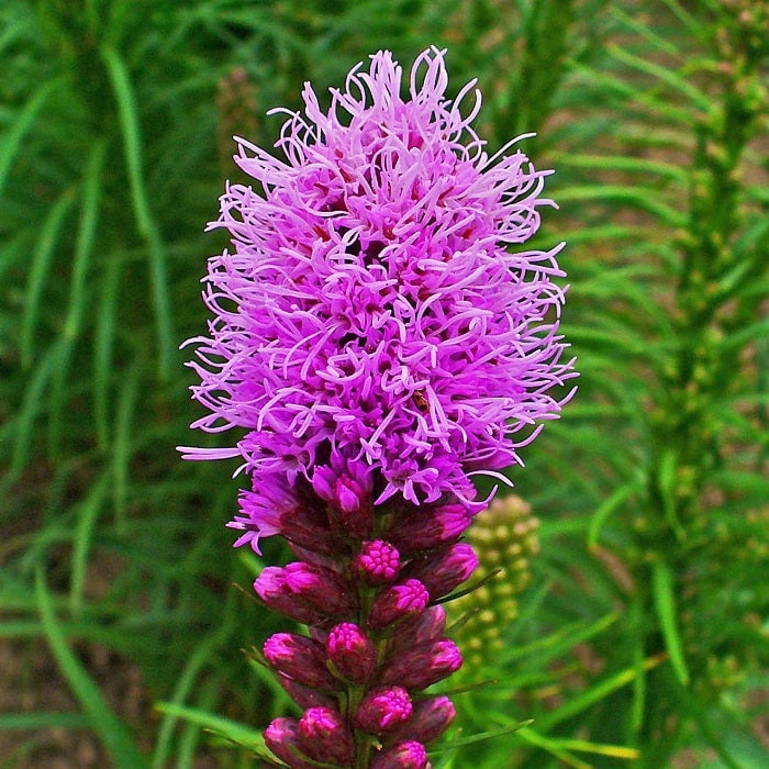 Liatris Spicata Planting Bulbs