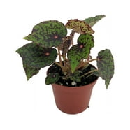 Tiny Pink Begonia Plant - 2.5" Pot - Terrarium/Fairy Garden/House Plant ...