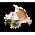 Murex Ramosus Shell | 4 3/4- 5 7/8" Large - Walmart.com