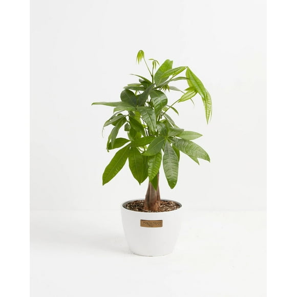 Indoor Money Tree
