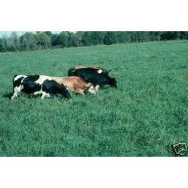 Falcon IV Turf Type Tall Fescue - 1 lbs. - Walmart.com