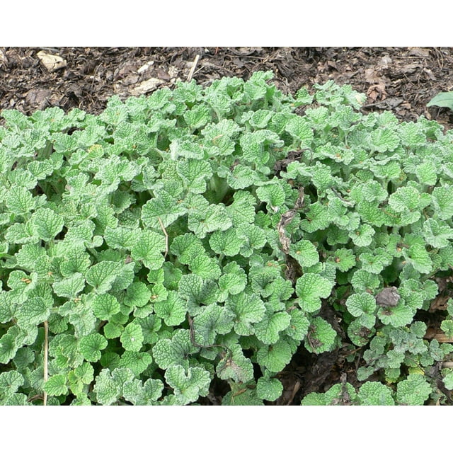 100 White HOREHOUND Marrubium Vulgare Herb Flower Seeds - Walmart.com