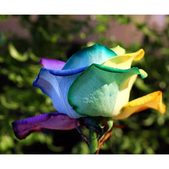 Rainbow Flower Seeds