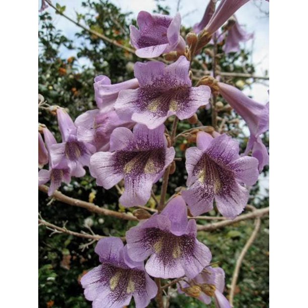 400 Royal PAULOWNIA EMPRESS TREE Tomentosa Flower Seeds - Walmart.com