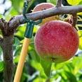 Tree Limb Support Alloy Metal Stabilizer for Outdoor Vineyard ...