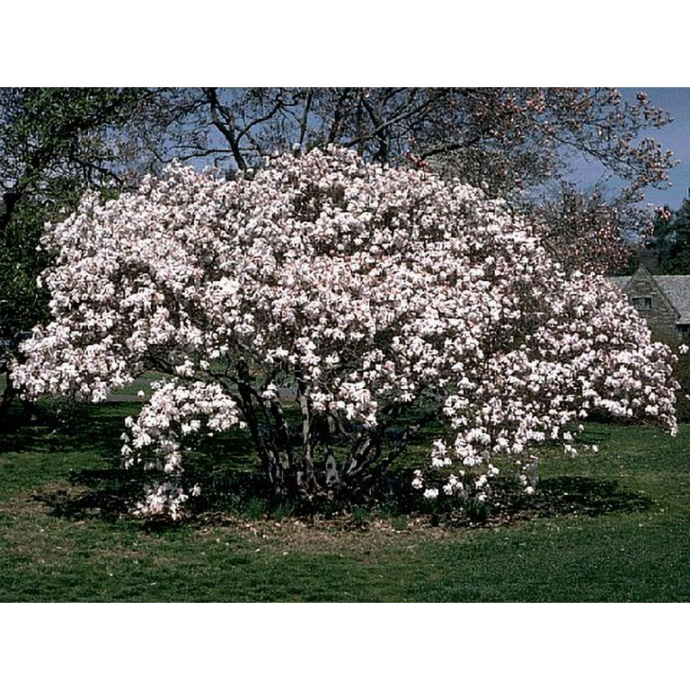 Star Magnolia Tree