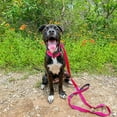 Voyager Reflective Leash Collar Set with Neoprene Handle, 5ft Long ...