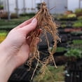 Chill Tolerant Perennial Hosta Mix – Colorful Variegated Leaves ...