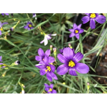 Hardy Blue-Eyed Iris - Sisyrinchium Lucerne - Indoor/Outdoor Full Sun ...