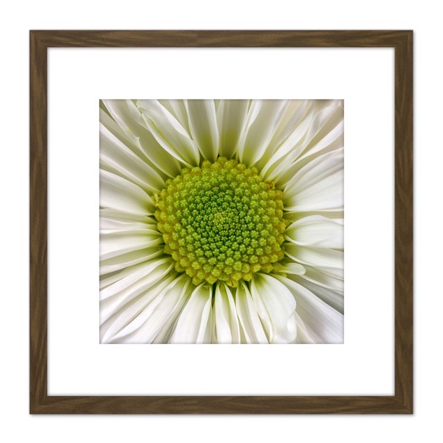 DeSousa White Chrysanthemum Flower Photo 8X8 Inch Square Wooden Framed ...