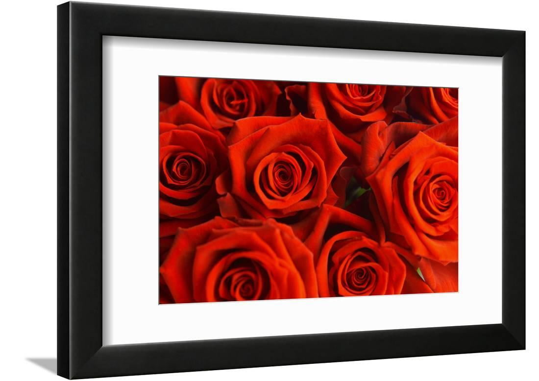 Red Roses Framed Print Wall Art Sold by Art.Com - Walmart.com