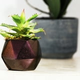 Pink Champaign, Rust-Oleum Color Shift Spray Paint-372467, 11 oz ...