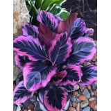 25 Purple Tip Calathea Couture Flower Seeds for Planting - Exotic ...